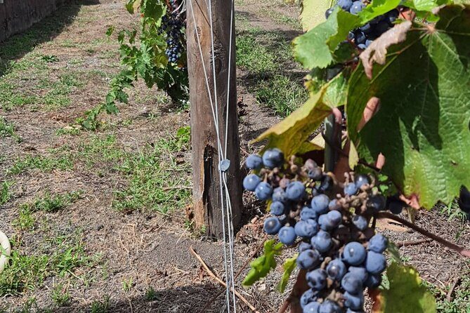 Pompeii & Wine Tour from Sorrento (tickets & lunch not included) - Who Would Love This Tour?
