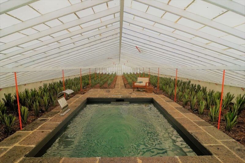 Ponta Delgada: Greenhouse Hot Tube with Pineapple Tour - An Authentic, Relaxing Experience with a Tropical Twist
