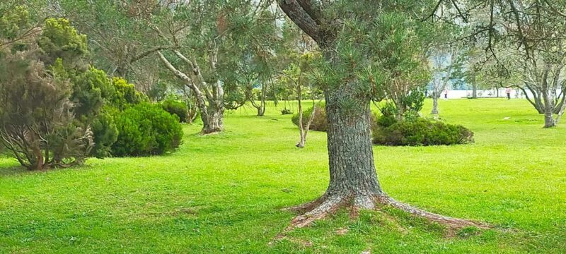 Ponta Delgada: Sete Cidades Volcano Lakes Shore Excursion - FAQs