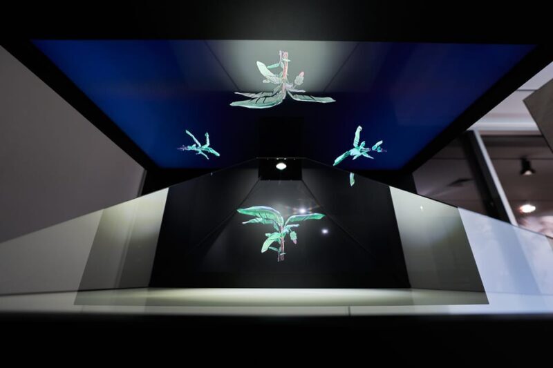 Ponta Do Sol : Madeira Banana Museum guided tour - The Real Value of This Tour