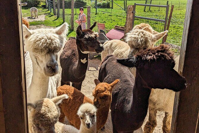 Pontiac Farm Tour - Day Trip From Ottawa & Gatineau - Exploring the Pontiac Farm Tour: A Detailed Breakdown