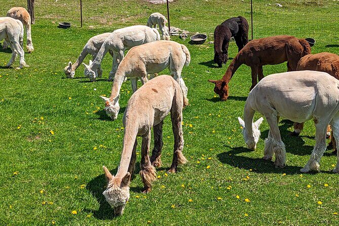 Pontiac Farm Tour - Day Trip From Ottawa & Gatineau - The Sum Up