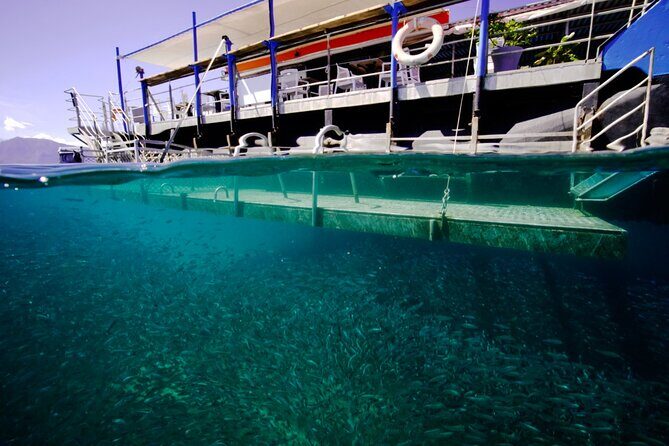 Ponton Day Trip SWIM with fishs All meals included & Transport - FAQs