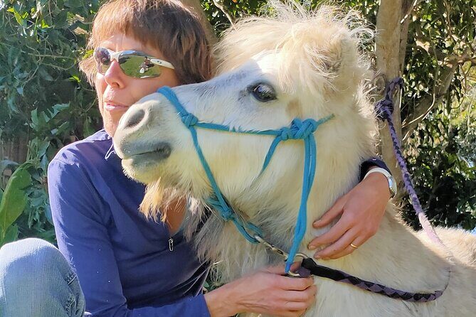 Pony Walking Adventure - Key Points