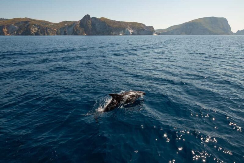 Ponza: Palmarola & Ponza Island Cruise with Swimming & Lunch - Practical Details and Tips for Travelers