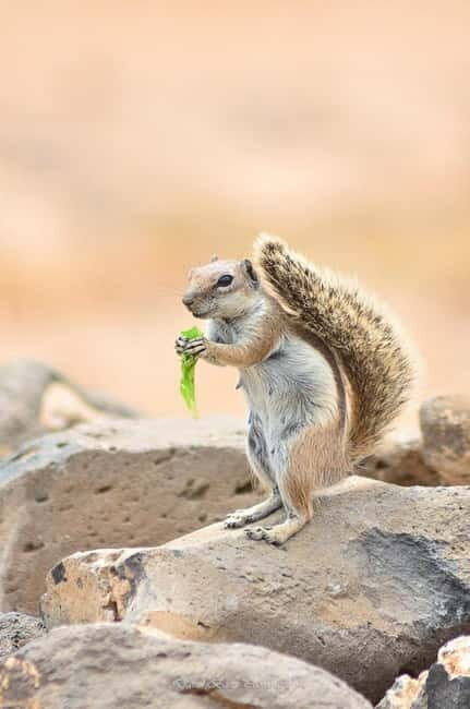 Popcorn Beach, Isla de Lobos y Dunas: ¡Popcorn Beach! - The Majestic Corralejo Dunes: Playing in the Sand