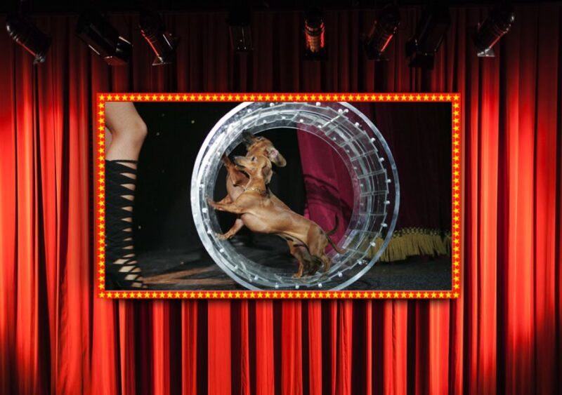 Popovich Comedy Pet Theater in Las Vegas - The Practicalities
