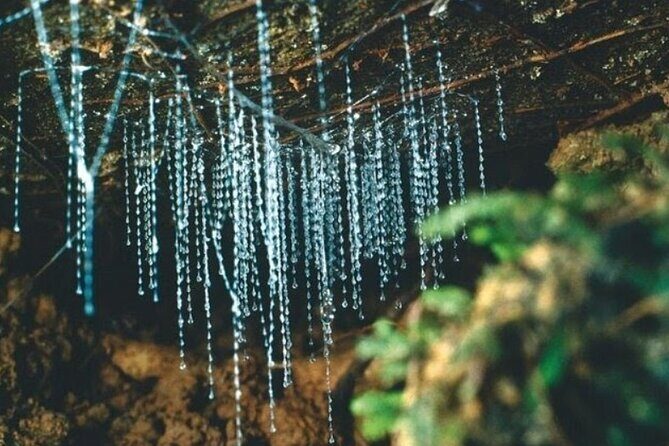 *Popular Tour* - Bay of Islands: Nature Adventure - 4hrs - Kawiti Glow Worm Caves: A Star Attraction