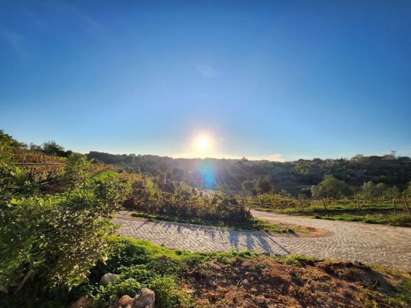 Porches: Algarve Vineyard Tour and Wine Tasting Experience - An Authentic Taste of the Algarve in 1.5 Hours
