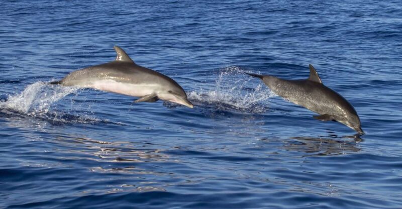 Pore: Dolphin Spotting Cruise with Included Drinks - Key Points