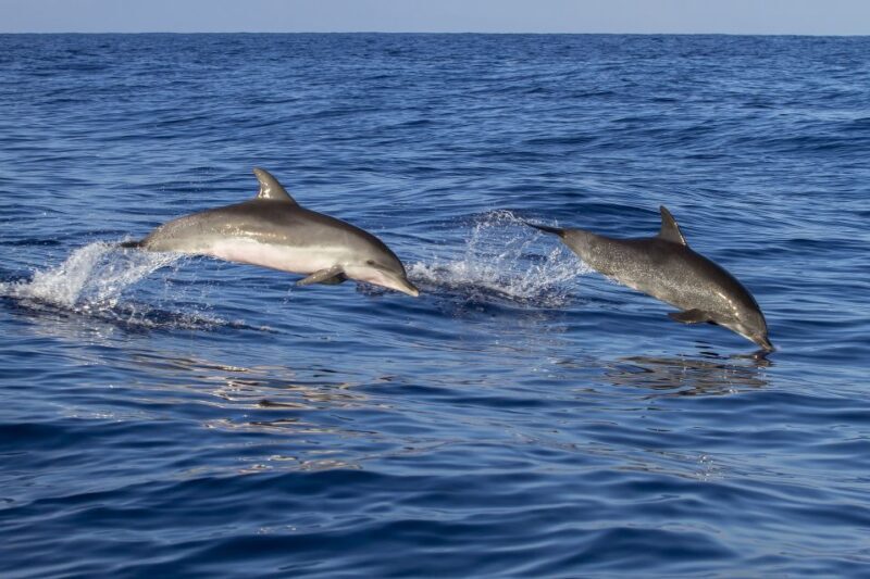 Pore: Dolphin Spotting Cruise with Included Drinks - The Experience: What to Expect on the Dolphin Spotting Cruise