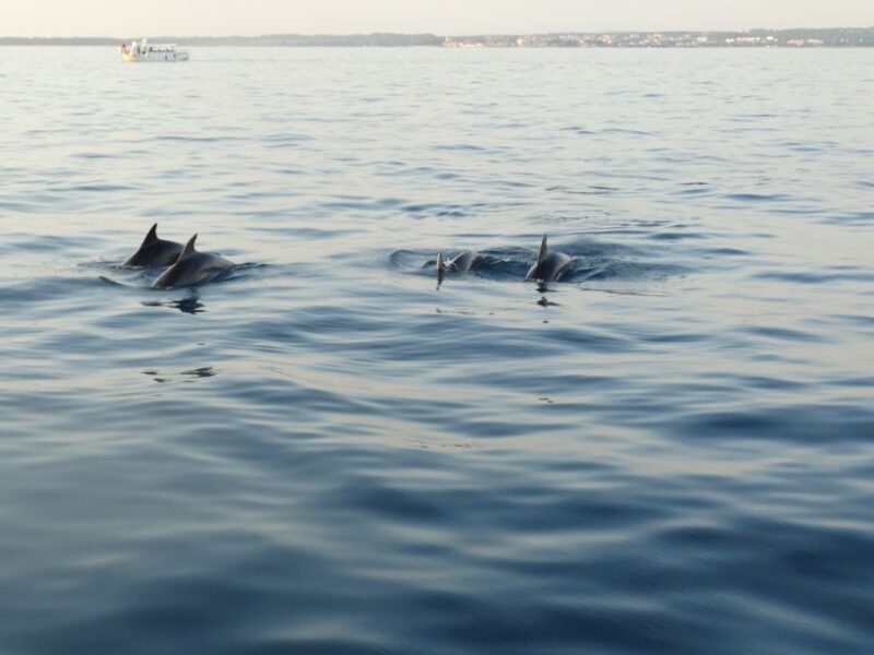 Pore: Dolphin Spotting Cruise with Included Drinks - Why This Tour Offers Great Value