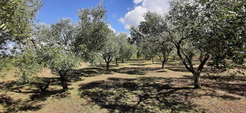 Pore: Olive Grove Walk and Tasting with Local Products - Discover the Charm of Istria’s Olive Groves with a Guided Tasting Experience