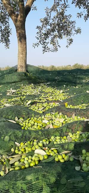 Pore: Olive Grove Walk and Tasting with Local Products - Who Will Love This Tour?