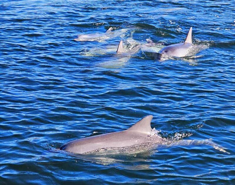 Port Adelaide: Dolphin and Maritime Cruise - What to Expect from the Cruise Experience