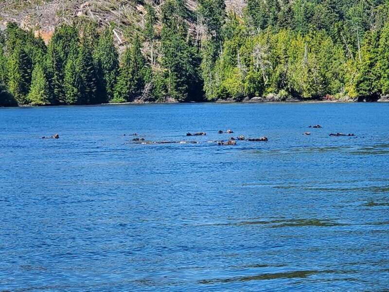 Port Alice: Sea Otter and Wildlife Watching Boat Tour - Who Will Enjoy This Tour?