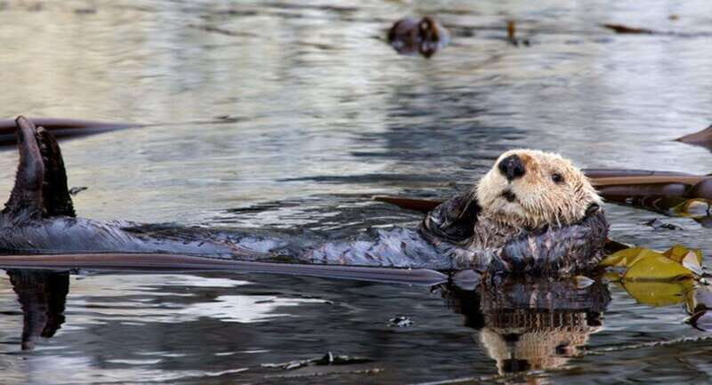 Port Alice: Sea Otter and Wildlife Watching Boat Tour - FAQ