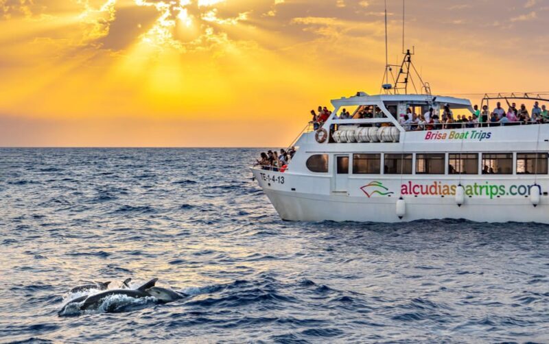 Port d'Alcudia: Sunrise at Sea & Dolphin Watching Boat Tour - An In-Depth Look at the Tour