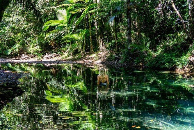 Port Douglas Daintree National Park Boutique Full-Day Tour - An In-Depth Look at the Daintree Full-Day Tour