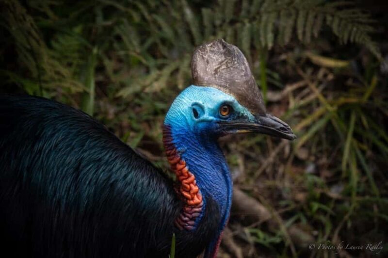 Port Douglas: Daintree Rainforest and Mossman Gorge Tour - Key Points