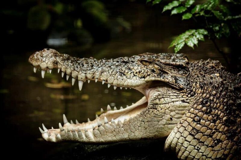 Port Douglas: Daintree Rainforest and Mossman Gorge Tour - Who Is This Tour Best For?