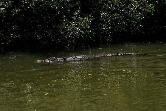 Port Douglas & Daintree Tour for Cruise Ship Passenger - FAQ