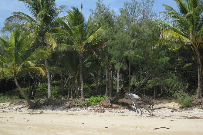 Port Douglas Day Tour from Cairns - Key Points