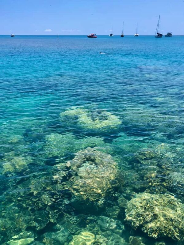 Port Douglas: Half-Day Low Island and Lagoon Snorkeling Tour - Key Points