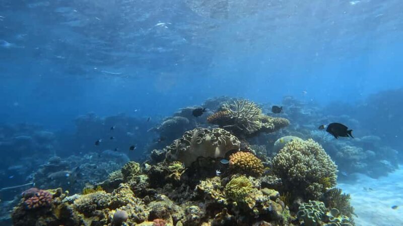 Port Douglas: Half Day Outer Reef Snorkelling Tour - Key Points