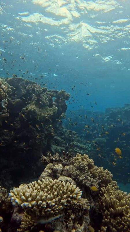 Port Douglas: Half Day Outer Reef Snorkelling Tour - An In-Depth Look at the Tour