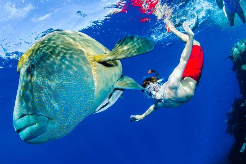 Port Douglas: Just 12 Passengers Guided Snorkel Reef Cruise - Introduction