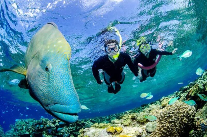 Port Douglas: Just 12 Passengers Guided Snorkel Reef Cruise - Who Would Love This Tour?