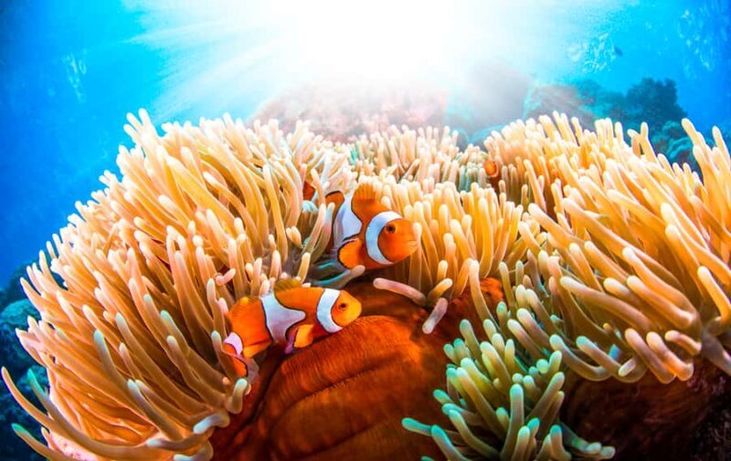 Port Douglas: Low Isles Afternoon Cruise on Luxury Catamaran - Key Points