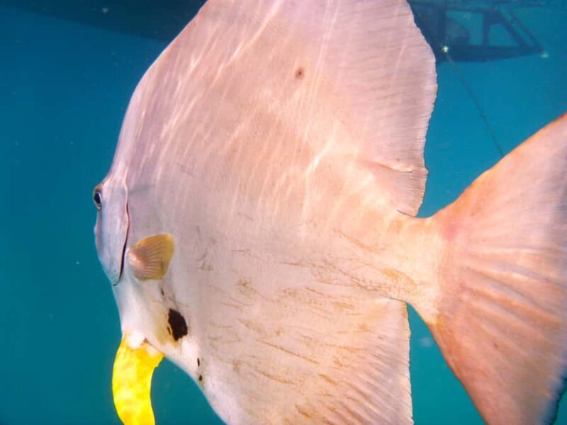 Port Douglas: Low Isles Reef Snorkeling Tour - A Detailed Look at the Low Isles Reef Snorkeling Tour