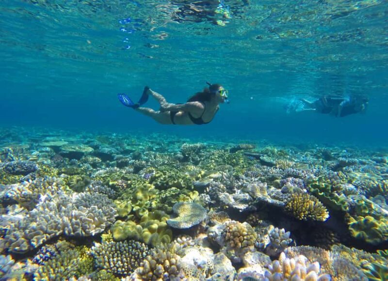 Port Douglas: Outer Barrier Reef Snorkel and Dive Options - Key Points