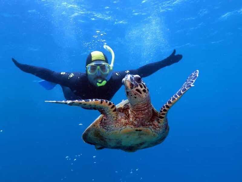 Port Douglas: Poseidon Outer Barrier Reef Dive and Snorkel - Who is This Tour Best Suited For?