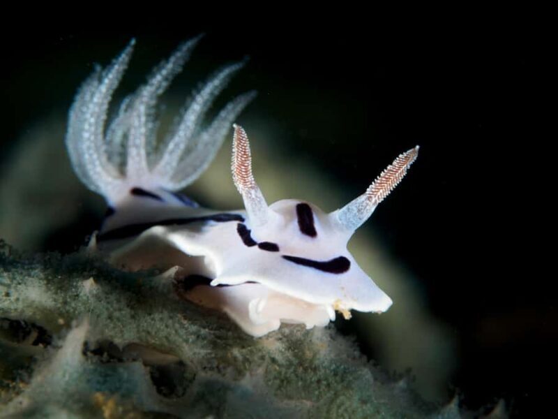 Port Douglas: Premium Outer Reef Dive Trip - The Dive Sites: What Makes Them Special?