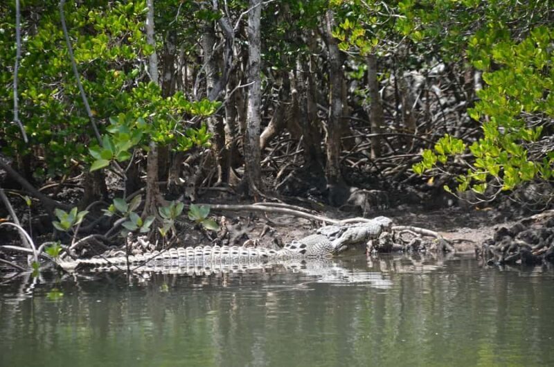 Port Douglas: River Cruise, Crocodile Spotting, Drink/ Snack - FAQ