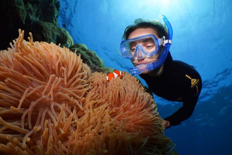 Port Douglas: Silversonic Great Barrier Reef Dive & Snorkel - The Itinerary: What to Expect
