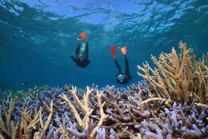 Port Douglas: Silversonic Great Barrier Reef Dive & Snorkel - Who Will Love This Tour?