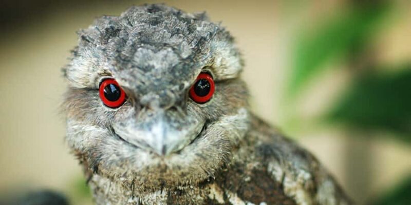 Port Douglas: Wildlife Habitat Entrance Ticket - What Could Be Better?