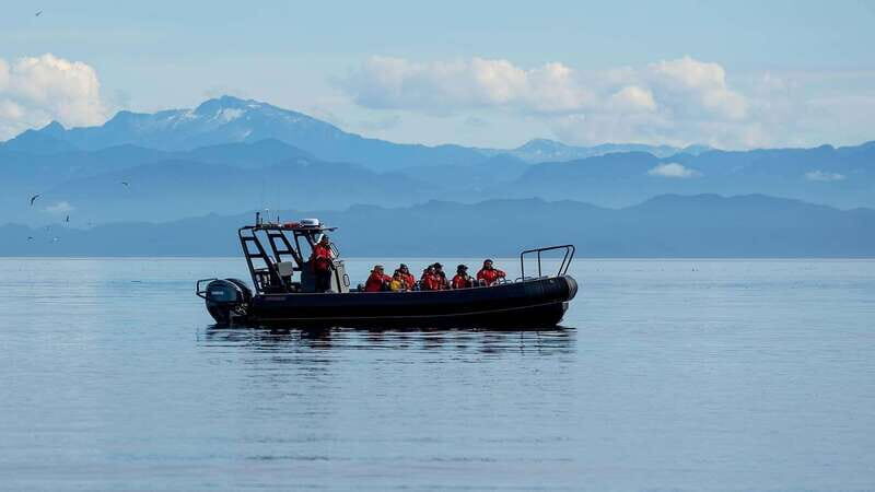 Port Hardy: Sea Otter and Whale Watching - An Authentic Marine Wildlife Experience on Vancouver Island