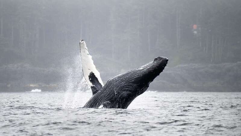 Port Hardy: Sea Otter and Whale Watching - Who Will Love This Tour?