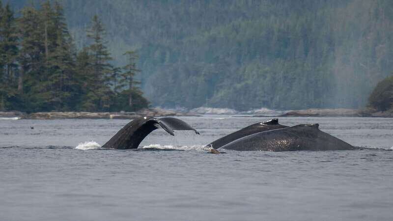 Port Hardy: Sea Otter and Whale Watching - FAQs