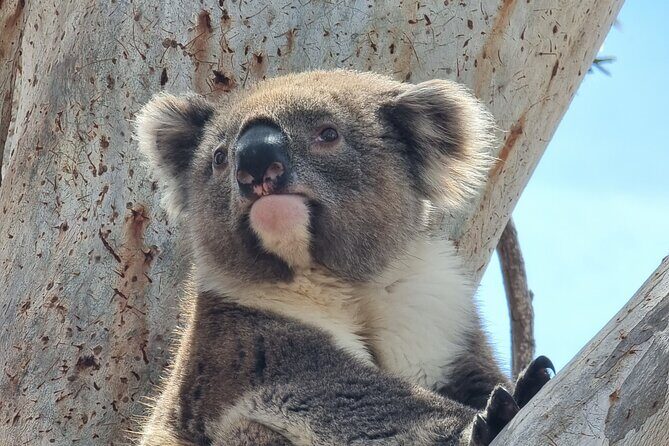 Port Lincoln Mikkira Station Wild Koala Safari Tour - Key Points