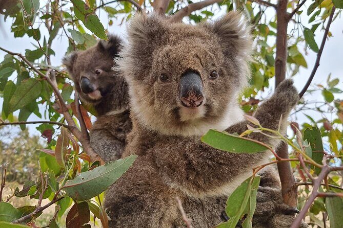 Port Lincoln Mikkira Station Wild Koala Safari Tour - An In-Depth Look at the Tour Experience