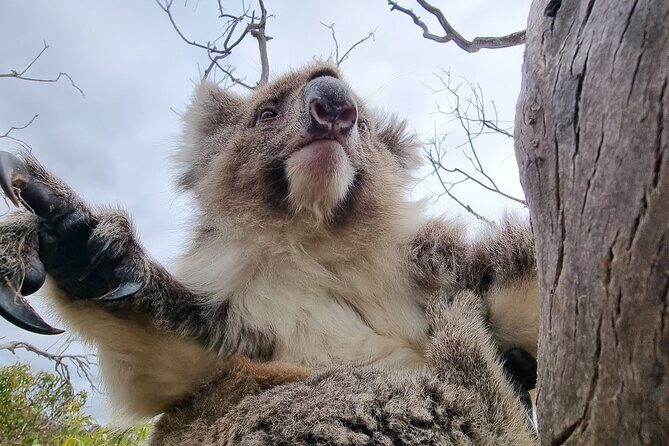Port Lincoln Mikkira Station Wild Koala Safari Tour - Final Thoughts: Is It Worth It?