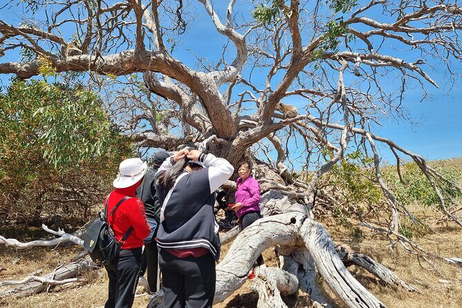 Port Lincoln Mikkira Station Wild Koala Safari Tour - FAQ