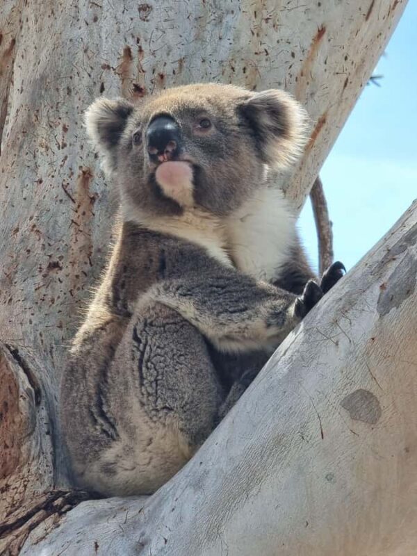 Port Lincoln Mikkira Station Wild Koala Safari Tour - Key Points