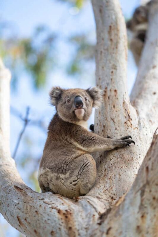 Port Lincoln Mikkira Station Wild Koala Safari Tour - An Introduction to the Tour Experience